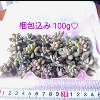 多肉植物🌱姫秋麗 💕梱包込100g♡カット苗 寄せ植え🌱寄植えに 多肉植物🌱姫秋麗 💕梱包込100g♡カット苗 寄せ植え🌱寄植えに
