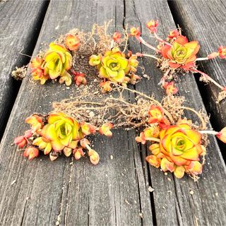 ヒューミリス 多肉植物〈抜き苗〉の通販 by ✴︎HAPPY DAY ヒューミリス 多肉植物〈抜き苗〉の通販 by ✴︎HAPPY DAY