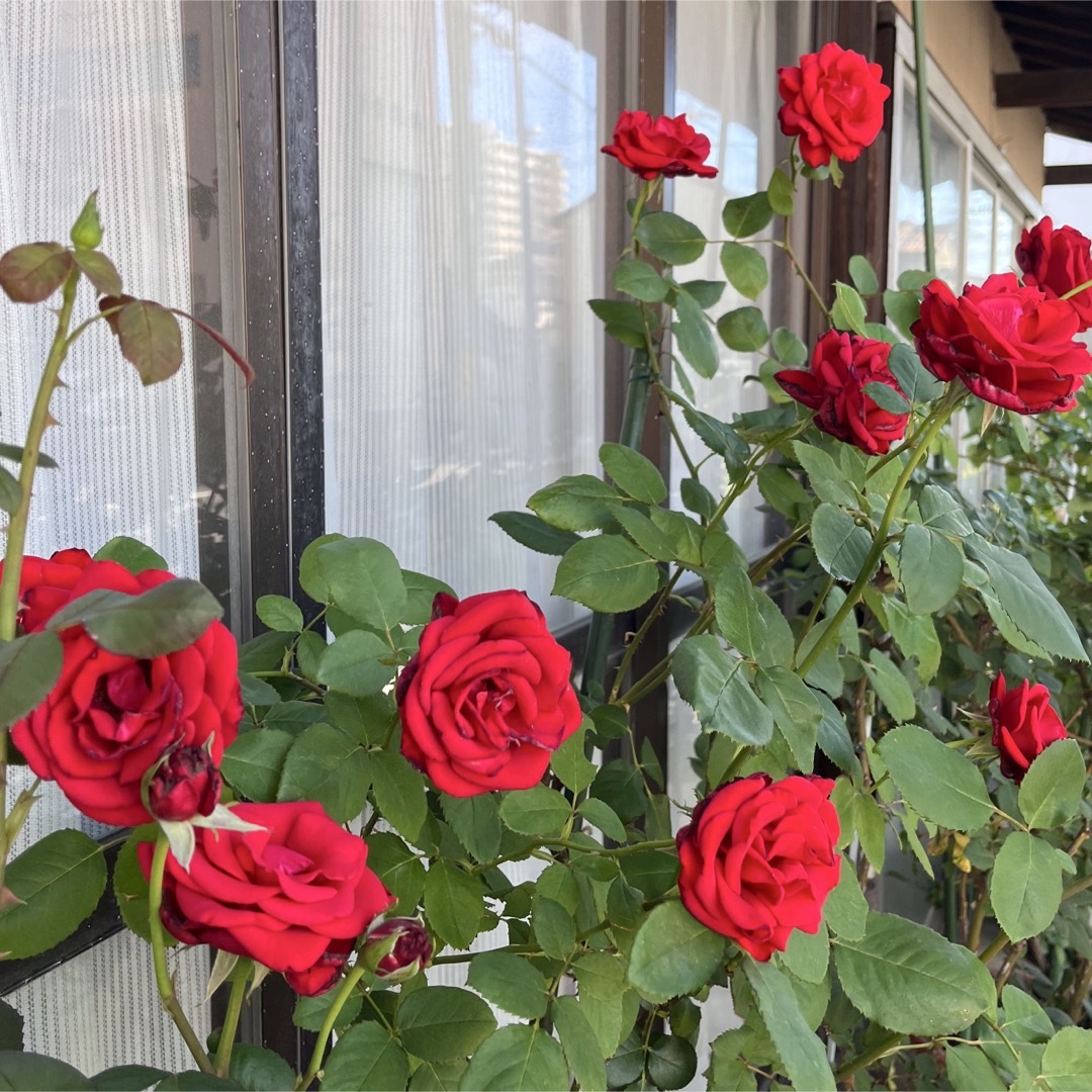 薔薇挿し木苗の通販 by ライア's shop|ラクマ 薔薇挿し木苗の通販 by ライア's shop|ラクマ