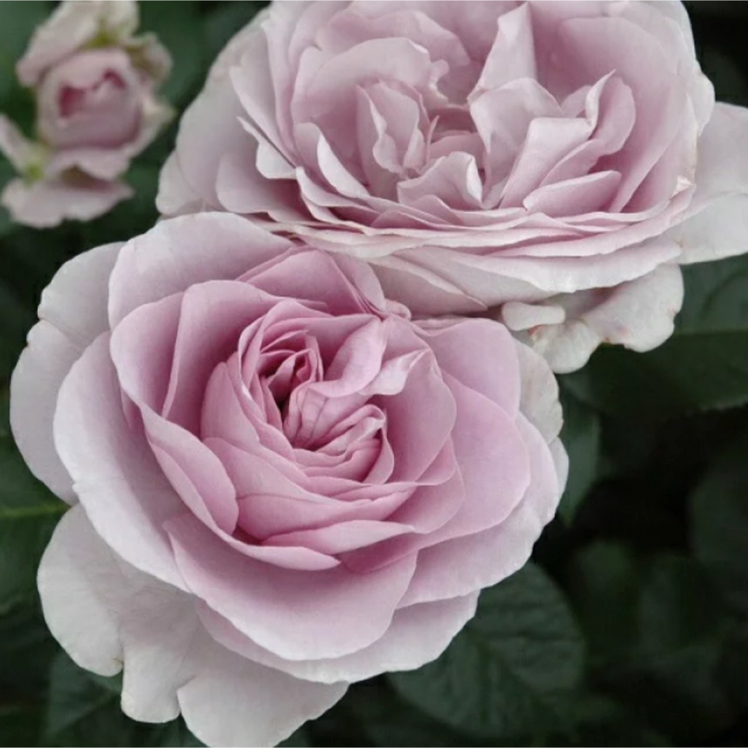 薔薇挿し木苗の通販 by ライア's shop|ラクマ 薔薇挿し木苗の通販 by ライア's shop|ラクマ