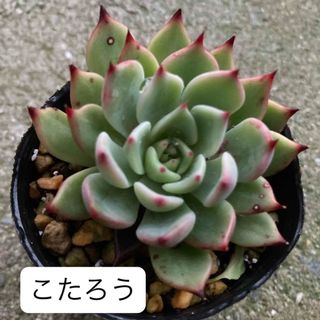 ピーチック おらいさん ミックスベリア 多肉 多肉植物 ピーチック おらいさん ミックスベリア 多肉 多肉植物