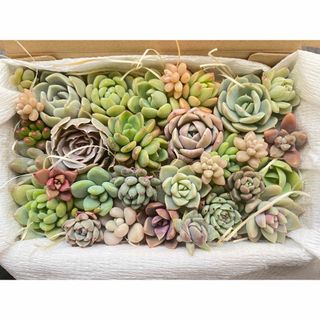 多肉植物 エケベリア 七福神 カット苗 5株 訳ありの通販 by 多肉植物 エケベリア 七福神 カット苗 5株 訳ありの通販 by