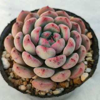 桃色に紅葉する多肉植物 シルバーペット 抜き苗50g 即購入歓迎の 桃色に紅葉する多肉植物 シルバーペット 抜き苗50g 即購入歓迎の