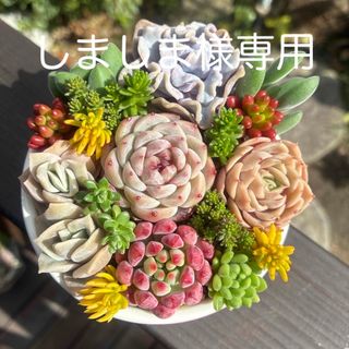 クリーム氷玉 小 多肉植物の通販 by momo's shop|ラクマ クリーム氷玉 小 多肉植物の通販 by momo's shop|ラクマ