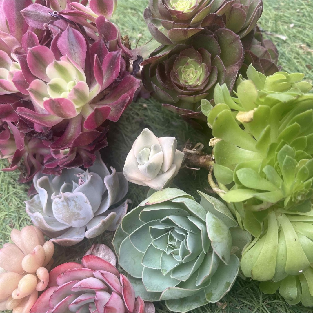 Spring Box D】アエオ+α8苗セット 多肉植物の通販 by たにゆ's Spring Box D】アエオ+α8苗セット 多肉植物の通販 by たにゆ's