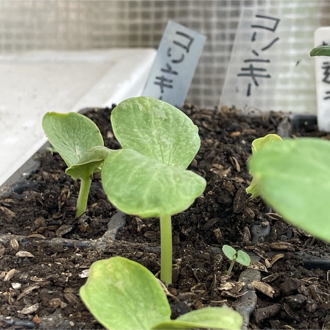 コリンキーの種子10粒と長冬瓜(トウガン)の種子20粒 無農薬 コリンキーの種子10粒と長冬瓜(トウガン)の種子20粒 無農薬