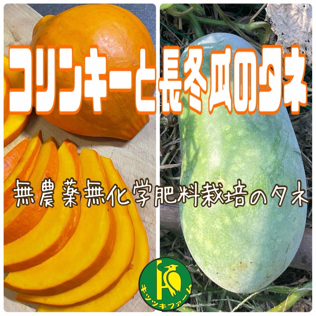 コリンキーの種子10粒と長冬瓜(トウガン)の種子20粒 無農薬 コリンキーの種子10粒と長冬瓜(トウガン)の種子20粒 無農薬