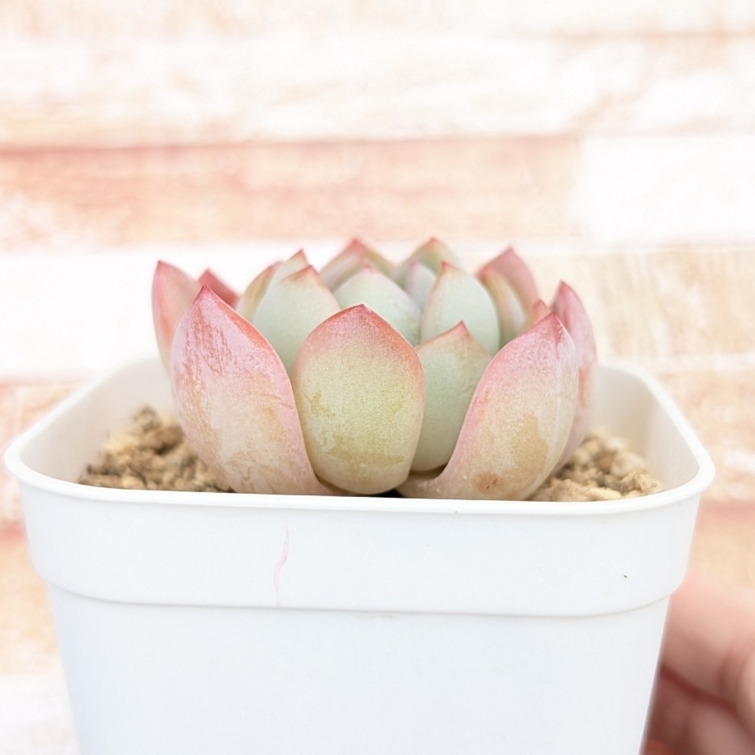 韓国苗 スターマーク 抜き苗 多肉植物の通販 by プロフィールを 韓国苗 スターマーク 抜き苗 多肉植物の通販 by プロフィールを