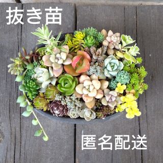 子持ち蓮華錦②の通販 by Lily.T's shop|ラクマ 子持ち蓮華錦②の通販 by Lily.T's shop|ラクマ