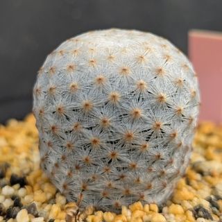 フウセンカズラの種(100粒程度)の通販 by pon⑅︎◡̈︎*'s フウセンカズラの種(100粒程度)の通販 by pon⑅︎◡̈︎*'s