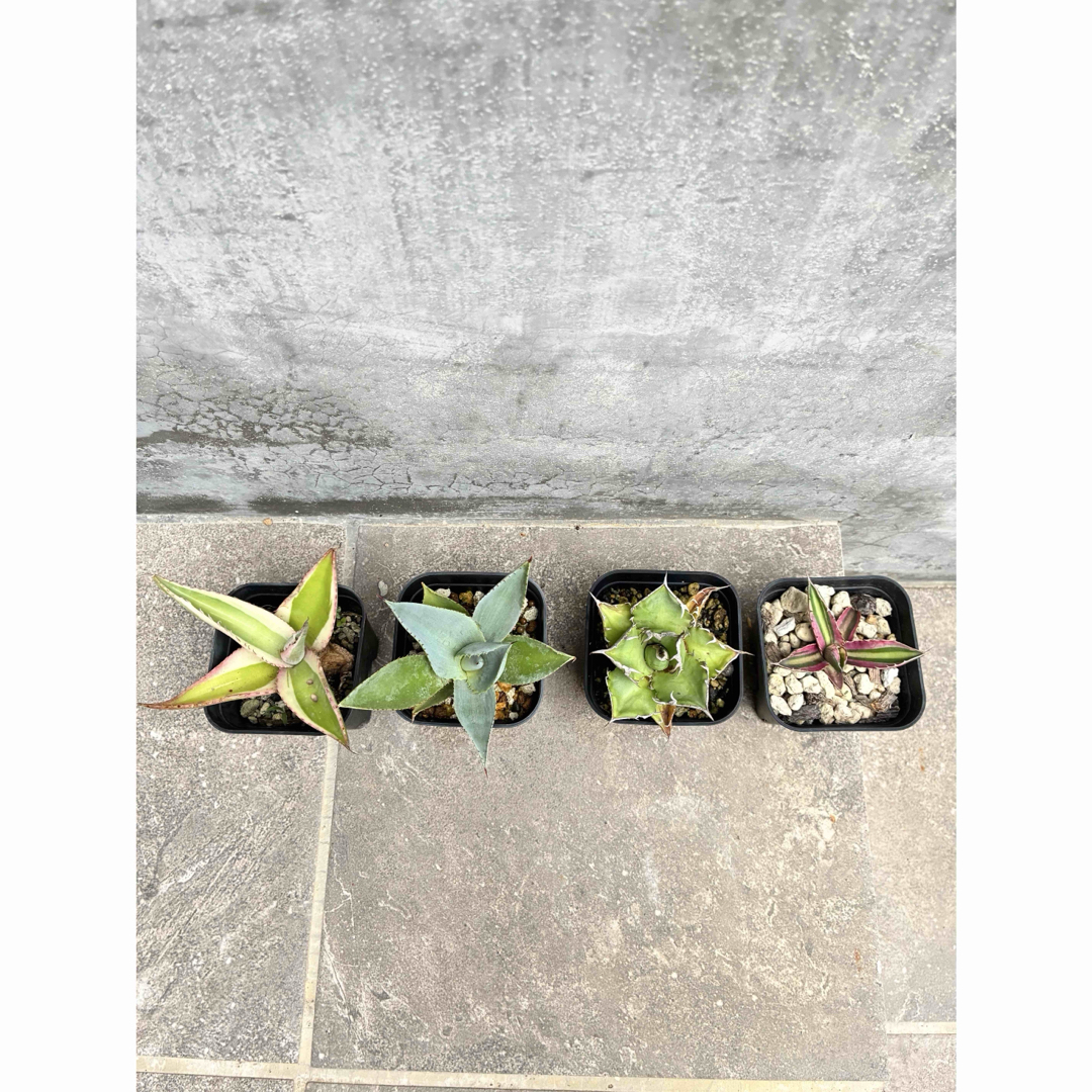 速達発送 アガベ 4点セットの通販 by south green code|ラクマ 速達発送 アガベ 4点セットの通販 by south green code|ラクマ