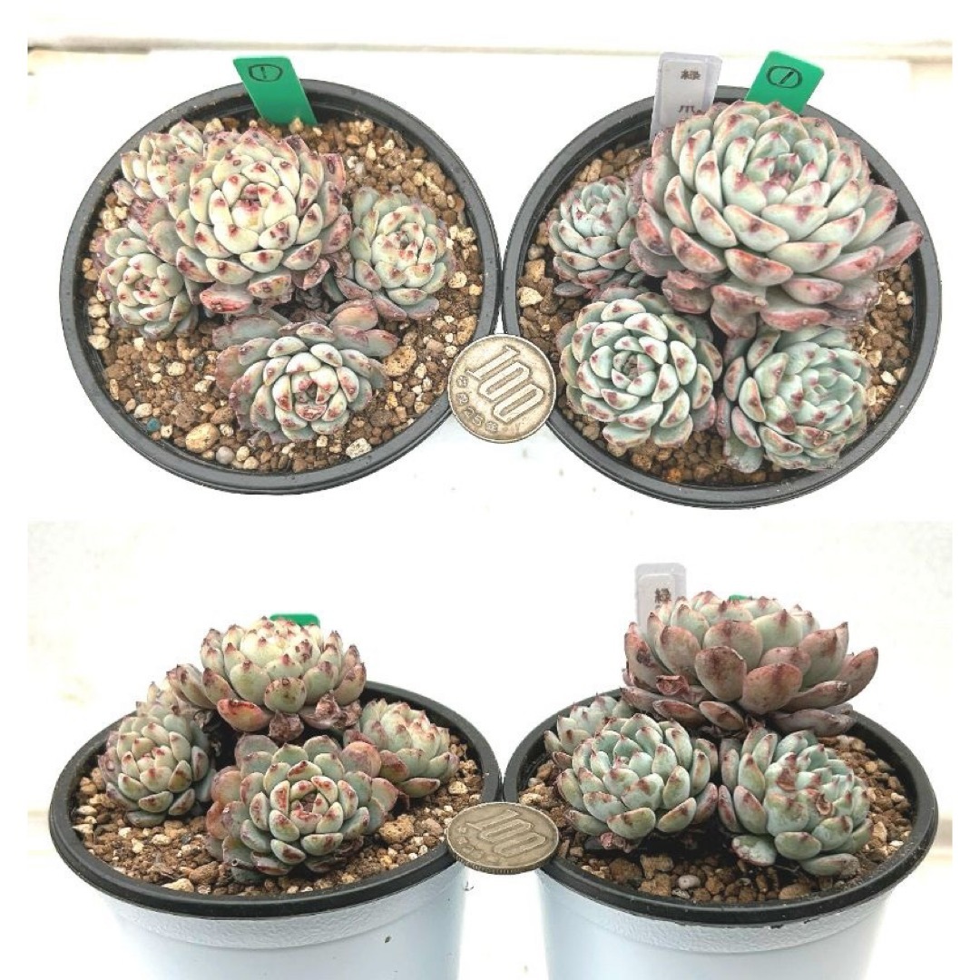 レア種‼️韓国苗‼️多肉植物 エケベリア 緑爪 群生 抜き苗 2苗 レア種‼️韓国苗‼️多肉植物 エケベリア 緑爪 群生 抜き苗 2苗
