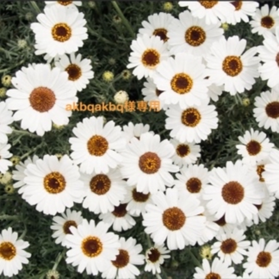 akbqakbq様専用 ⭐︎*の通販 by baby.s|ラクマ akbqakbq様専用 ⭐︎*の通販 by baby.s|ラクマ
