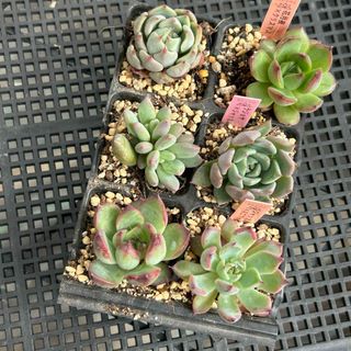 多肉植物 鈴錦 カット苗💚の通販 by のんきまま's shop|ラクマ 多肉植物 鈴錦 カット苗💚の通販 by のんきまま's shop|ラクマ