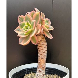 ペペロミア ルベラ 抜き苗の通販 by あおあお's shop|ラクマ ペペロミア ルベラ 抜き苗の通販 by あおあお's shop|ラクマ