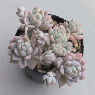 sale✨パクさん苗・リエール苗多肉植物葉挿しセットの通販 by sale✨パクさん苗・リエール苗多肉植物葉挿しセットの通販 by