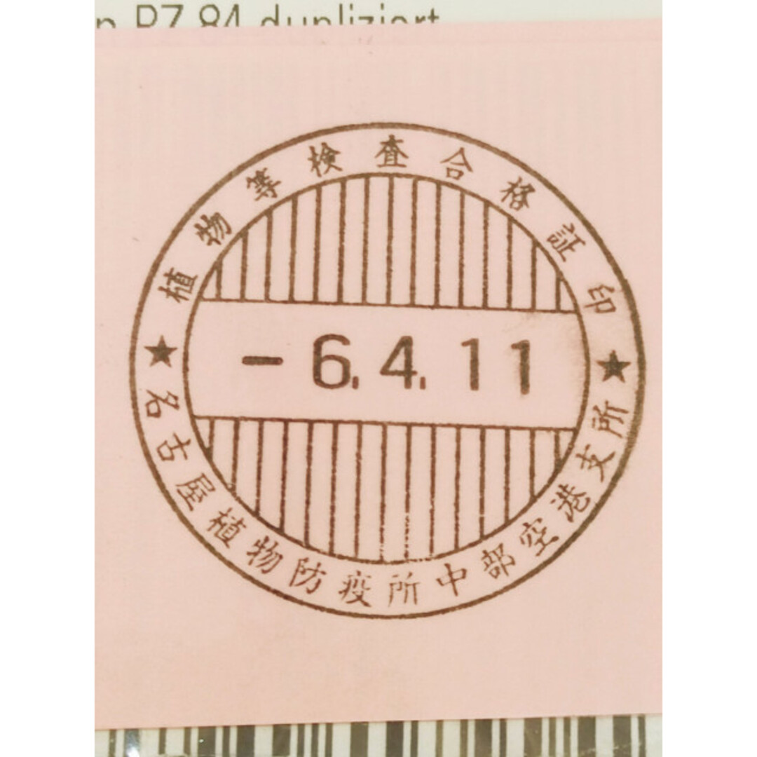 4月入荷 1粒 ウェルウィッチア ミラビリス 奇想天外 種子 種 4月入荷 1粒 ウェルウィッチア ミラビリス 奇想天外 種子 種