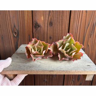 多肉植物 6点セットの通販 by junjun's shop|ラクマ 多肉植物 6点セットの通販 by junjun's shop|ラクマ