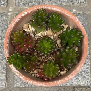 センペルビウム テスト【抜き苗】多肉植物の通販 by kumi's shop センペルビウム テスト【抜き苗】多肉植物の通販 by kumi's shop