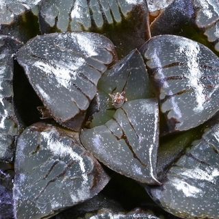 多肉植物 クラッスラ ワテルメイエリー 抜き苗の通販 by 多肉植物 クラッスラ ワテルメイエリー 抜き苗の通販 by
