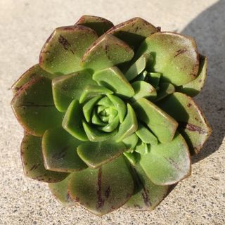 多肉植物 クラッスラ ワテルメイエリー 抜き苗の通販 by 多肉植物 クラッスラ ワテルメイエリー 抜き苗の通販 by