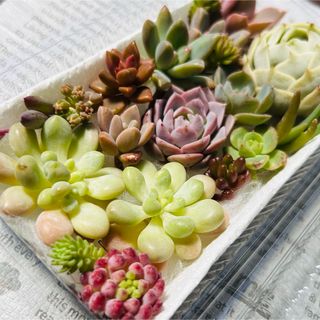 コノフィツム マウガニー 水蜜桃 3苗セット 多肉植物 の通販 by コノフィツム マウガニー 水蜜桃 3苗セット 多肉植物 の通販 by